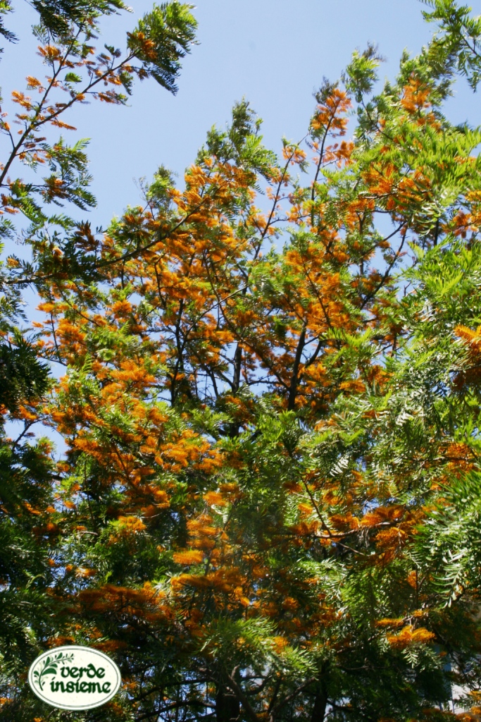 Grevillea robusta, un albero di strada
