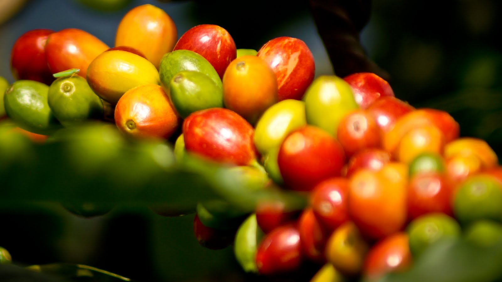 Cafetales de Colombia quieren ser patrimonio mundial de la humanidad ...