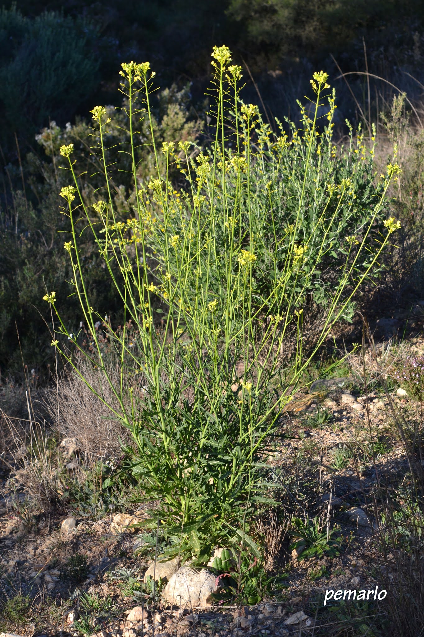 Plantas de Murcia: DIPLOTAXIS HARRA SUBSP. LAGASCANA (Jaramago ...