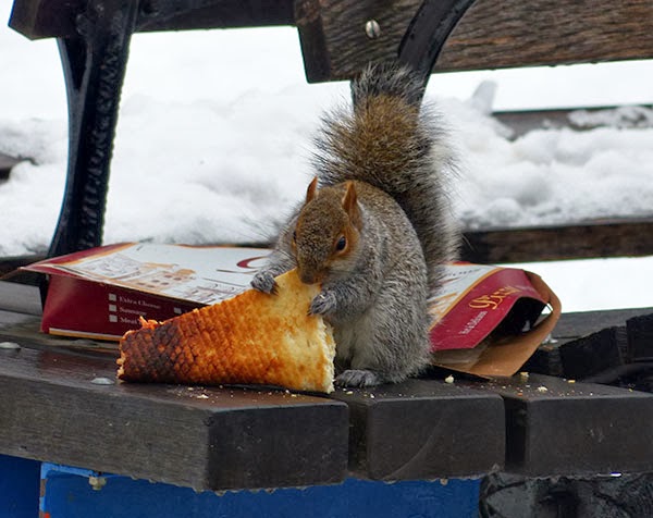EV Grieve: Today in photos of a squirrel eating pizza in Tompkins ...