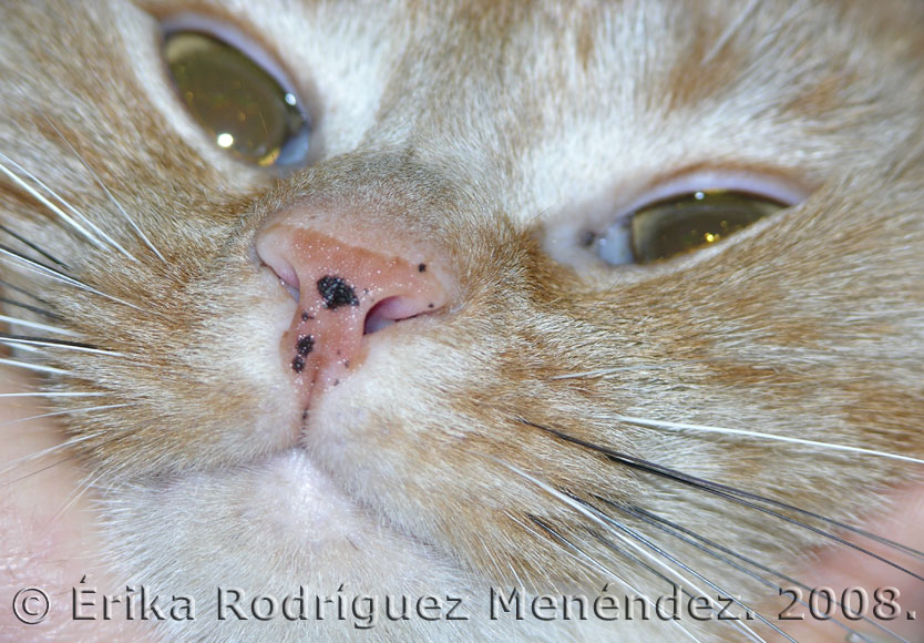 Veterinária on-line: Lentigo em Gatos - O que é?