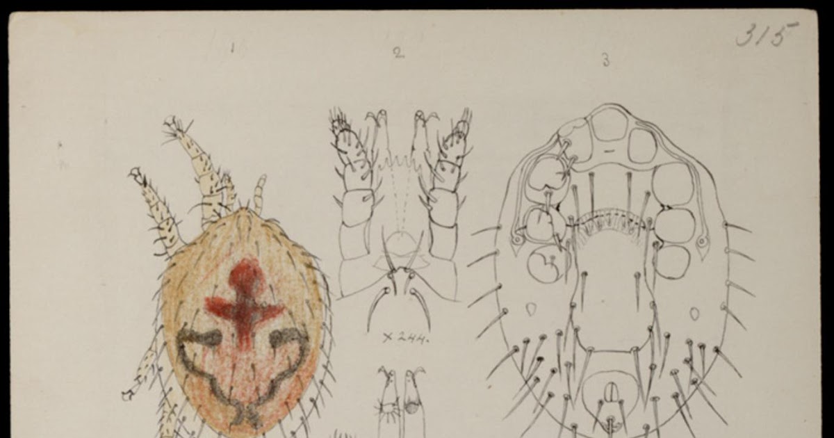 Variety of Life: Laelaps