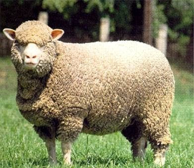 Budidaya dan Cara Pemberian Pakan Domba Merino - Rumah Petani