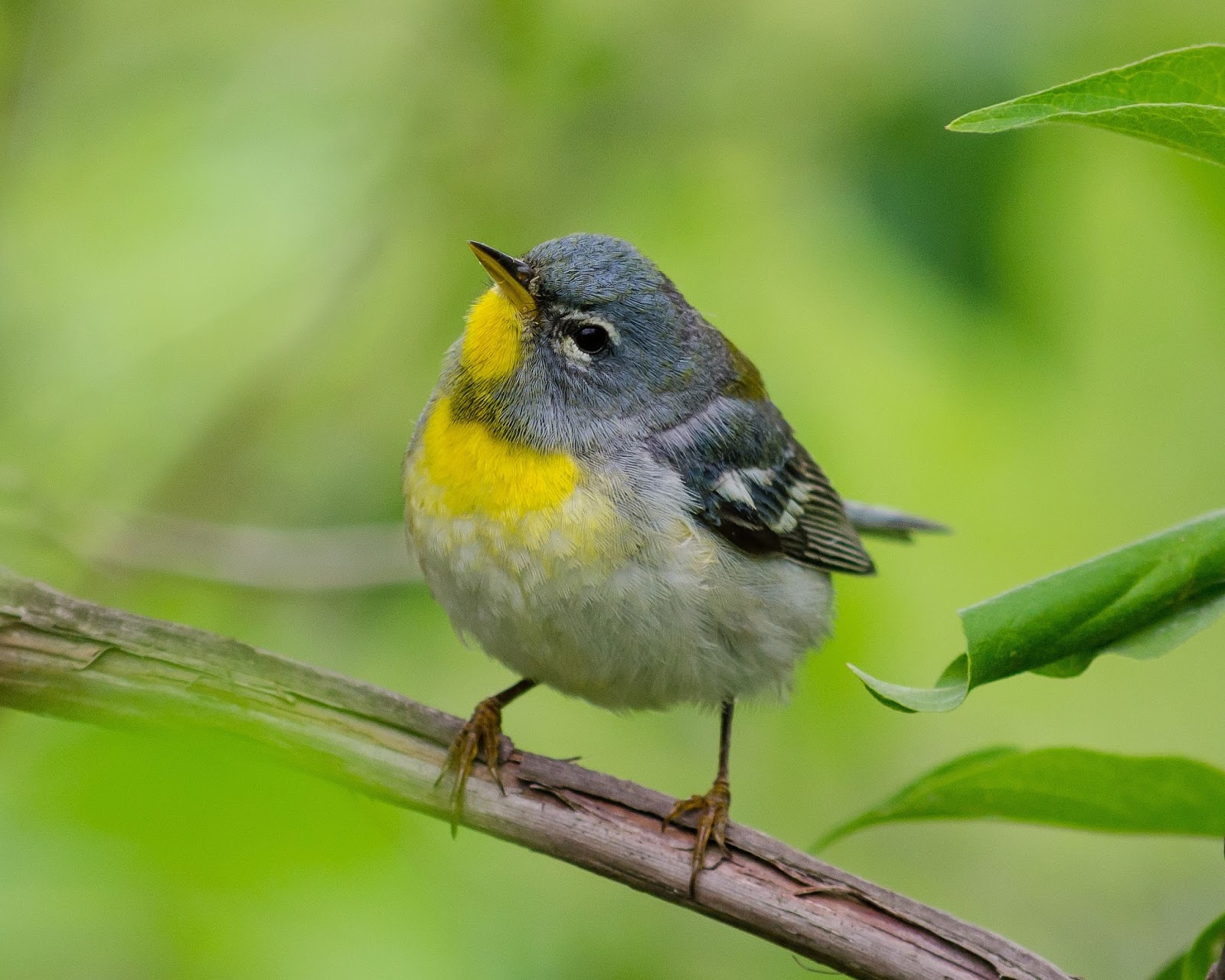 On the Subject of Nature: Northern Parula