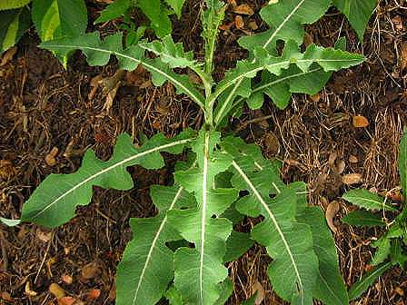 SAINTIFIKASI JAMU HERBAL: Tempuyung ( Sonchus arvensis )