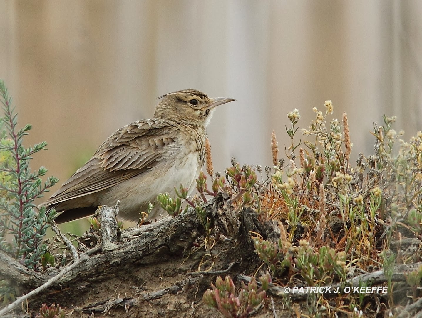 Raw Birds: Birds of Portugal