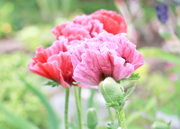 VW Garden: Pink Oriental Poppies: Medallion and Harlem