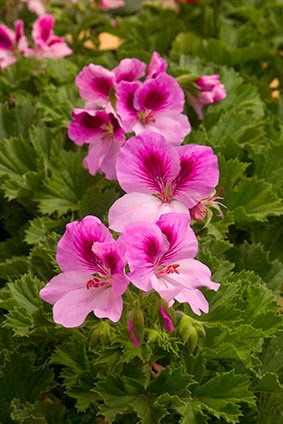 cvece za baste | dvoriste | sobe : muskatle | uzgoj | visece |engleska ...