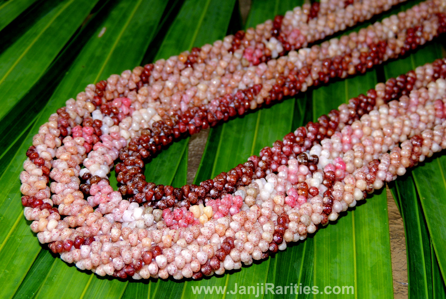 Kahelelani & Sunrise shell jewelry by.... Janjira: Kahelelani Rope ...