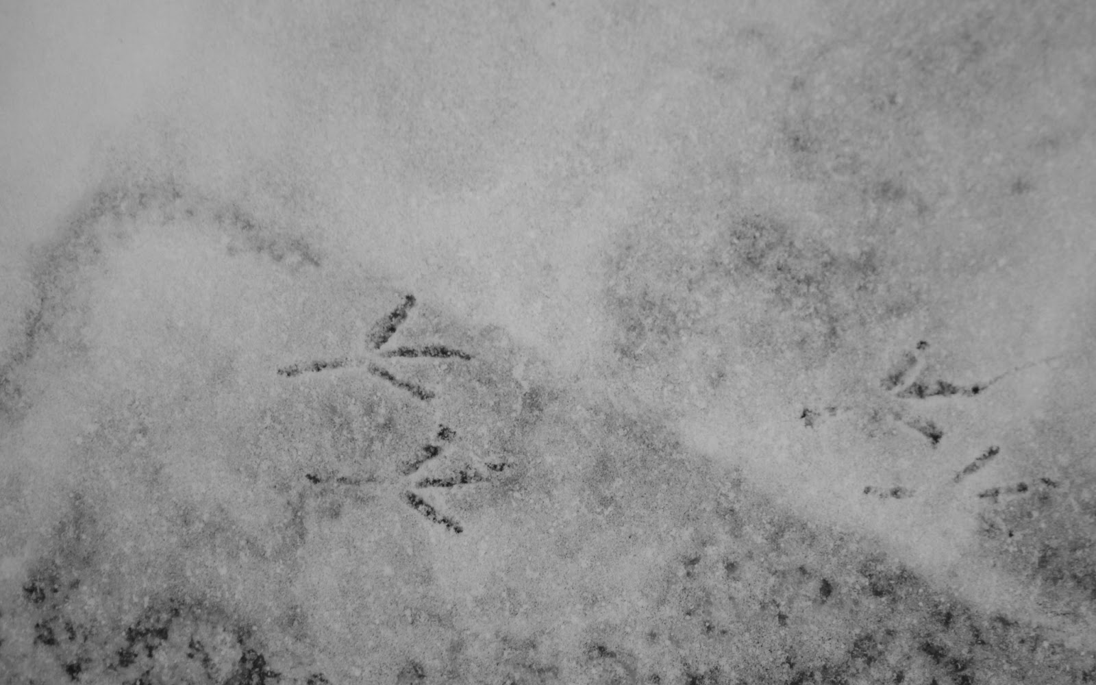 Rose's Wildlife Garden Blogspot