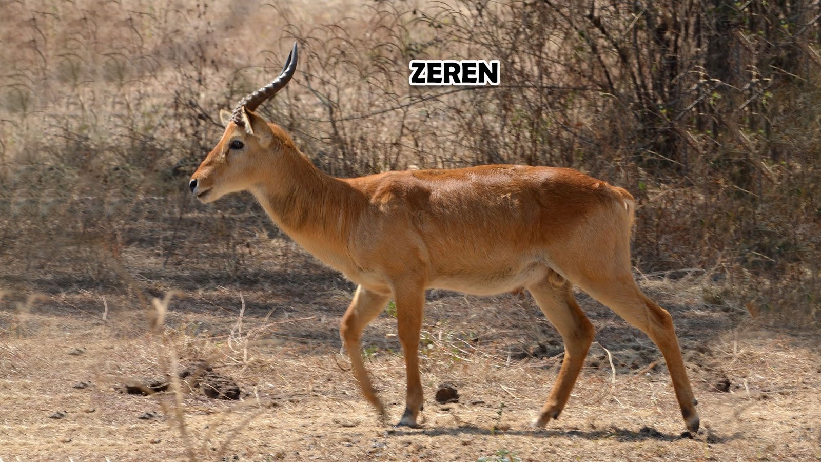 ANIMALS A TO Z part 3 W-Z