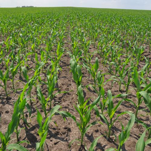 Sox-Agro: FARMERS EDGE INTRODUCES CORN MANAGER.