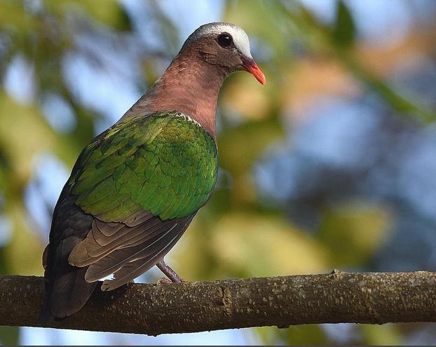 The Emerald Dove - ARUNACHALA BIRDS