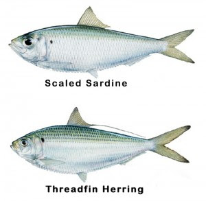 Atlantic thread herring - Alchetron, the free social encyclopedia