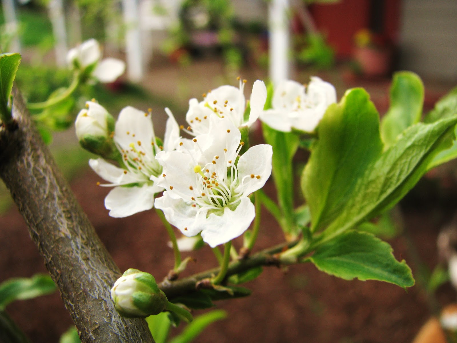 Rural Legacy: Weeping Santa Rosa