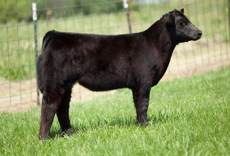 Lautner Farms: I-80 Heifer - Dan Shike