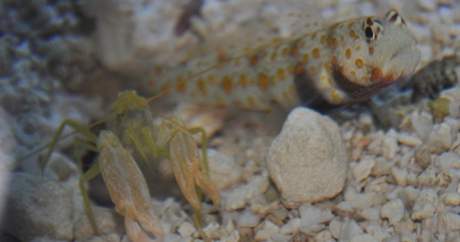 ZOOTOGRAFIANDO (5.836 ANIMALS): CAMARÓN PISTOLA AMARILLO (Alpheus ...