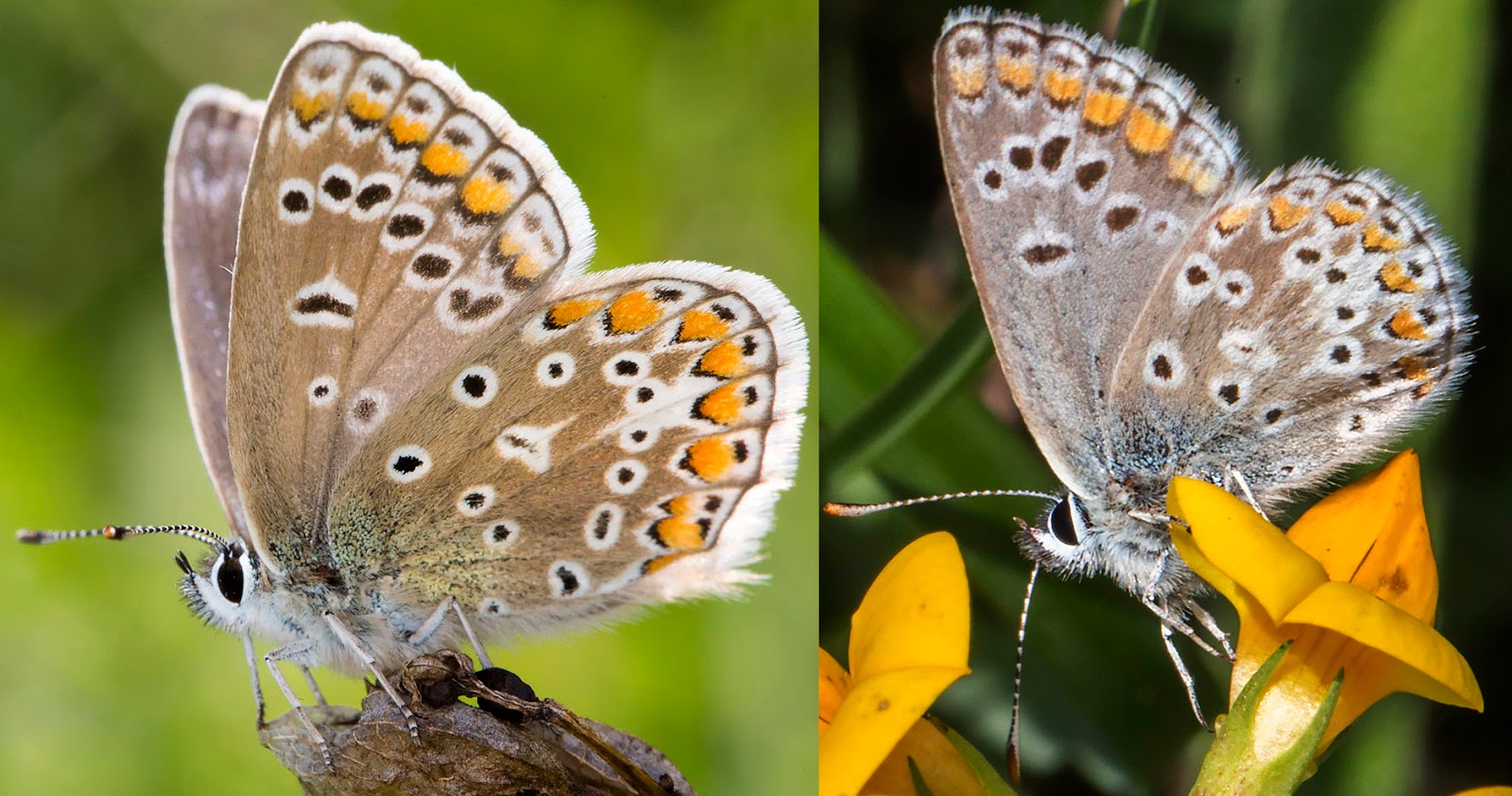 Common Blue and Brown Argus underwings | Naturally