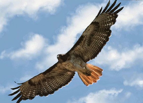 Conocimiento del medio: Los animales