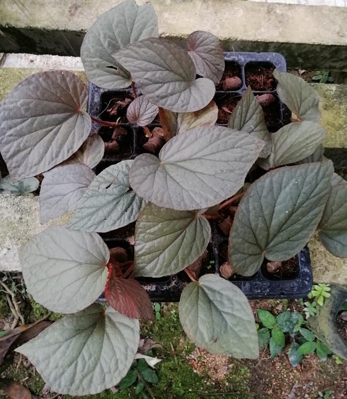Garden Chronicles of James David: Begonia 'U508' / Begonia 'Cotes de ...