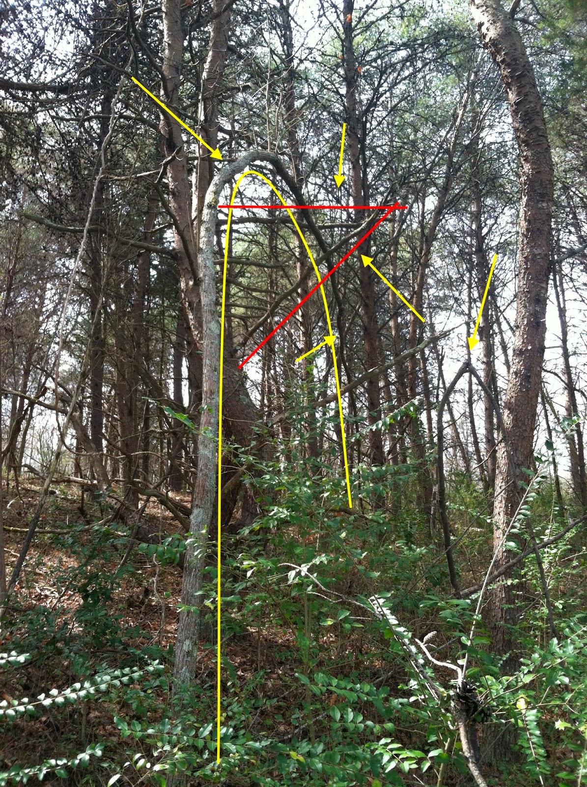 The Bigfoot Field Journal: Bigfoot Research - Tree Arches