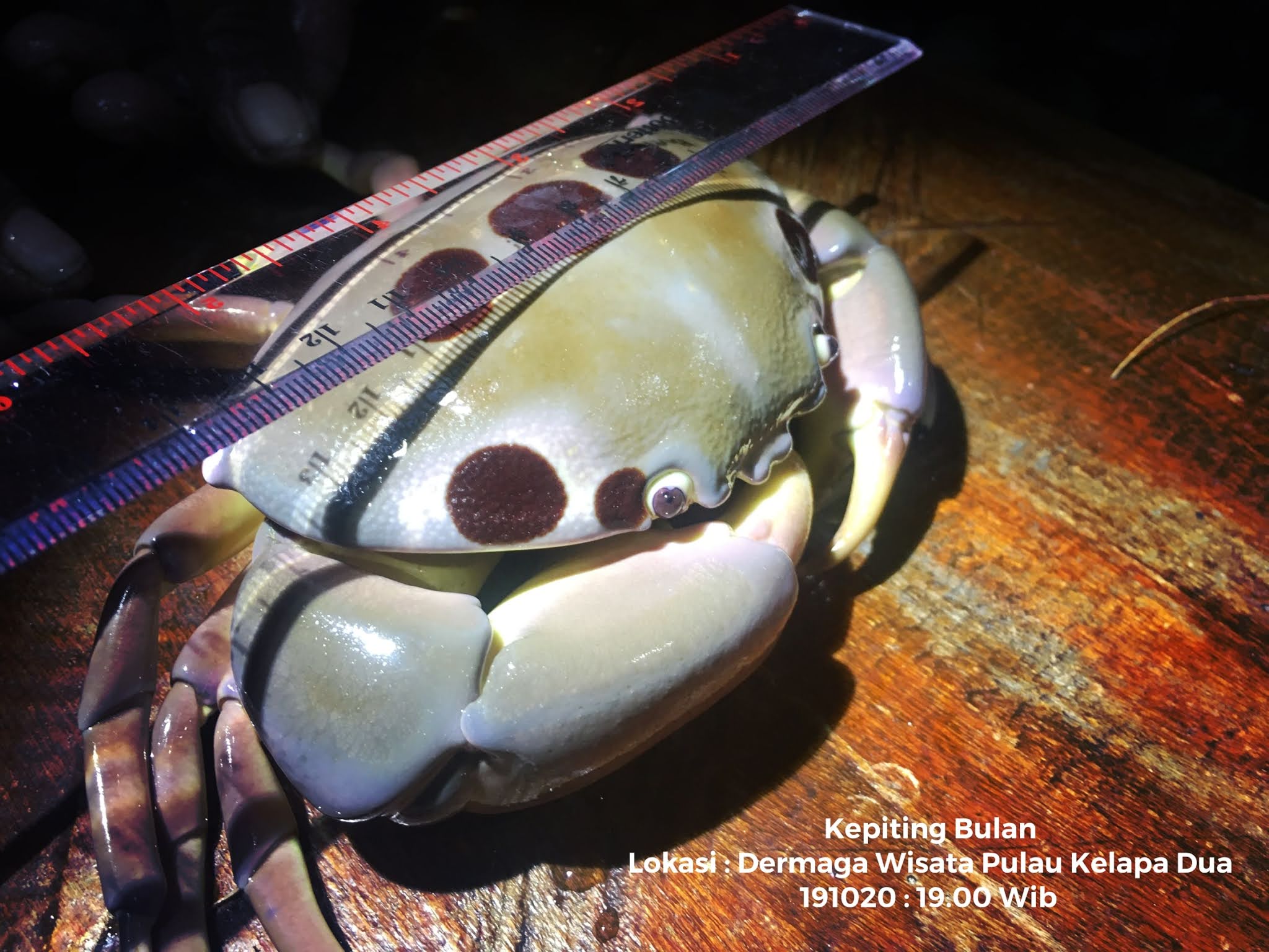 POTRET KONSERVASI: MOON CRAB OR PLONGKOR (KEPITING BULAN)