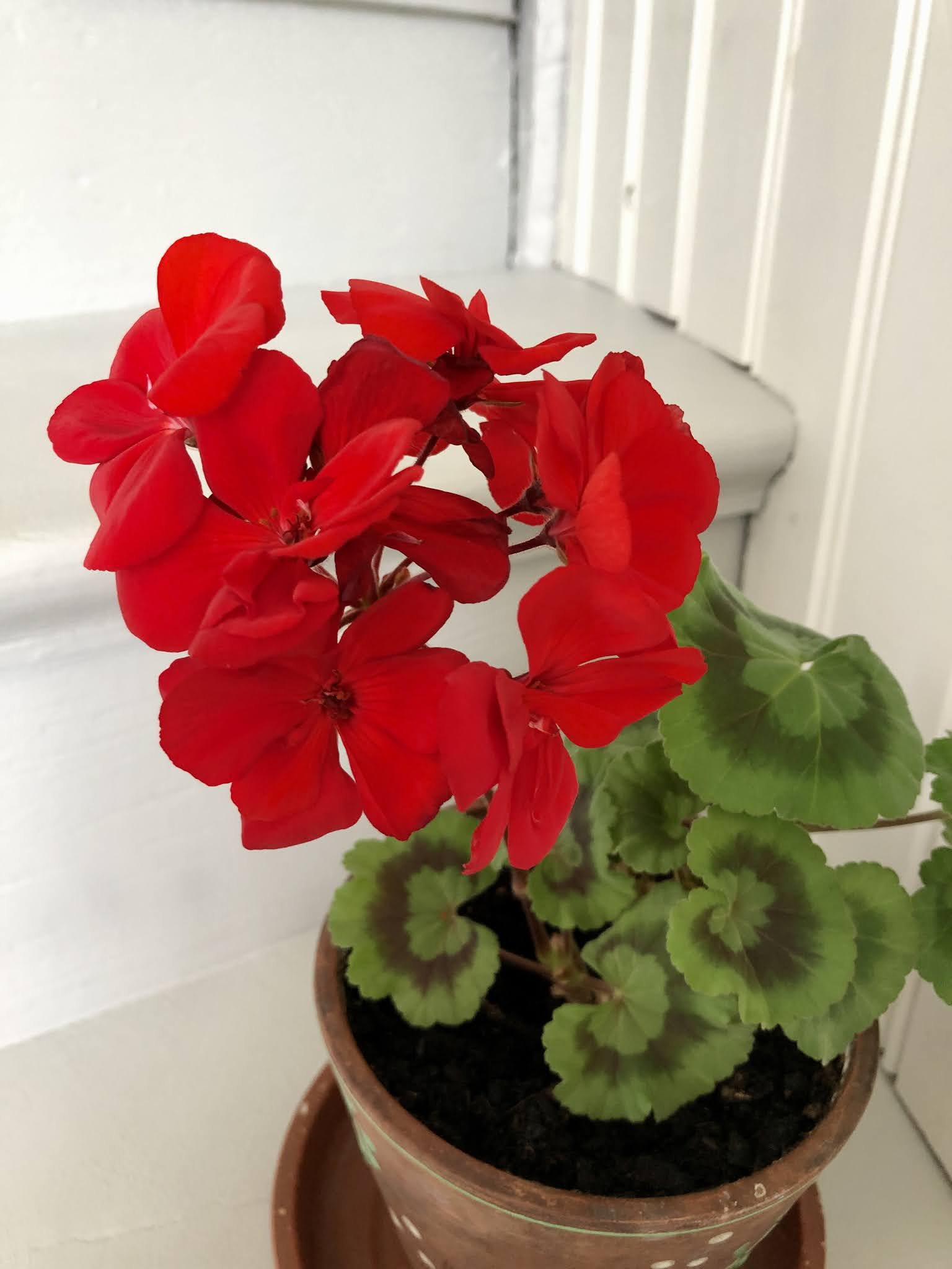 Vit Hortensia: Tomteröd pelargon