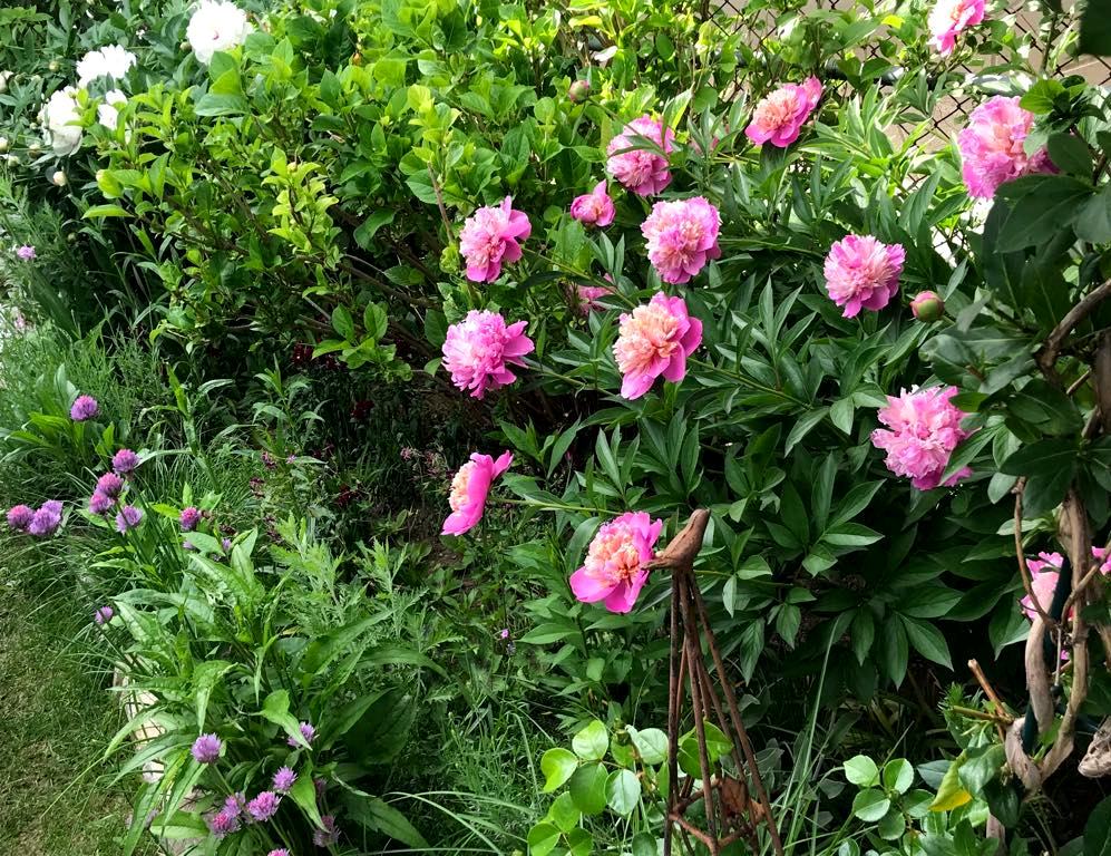 Time in the garden: Tufa de bujori roz