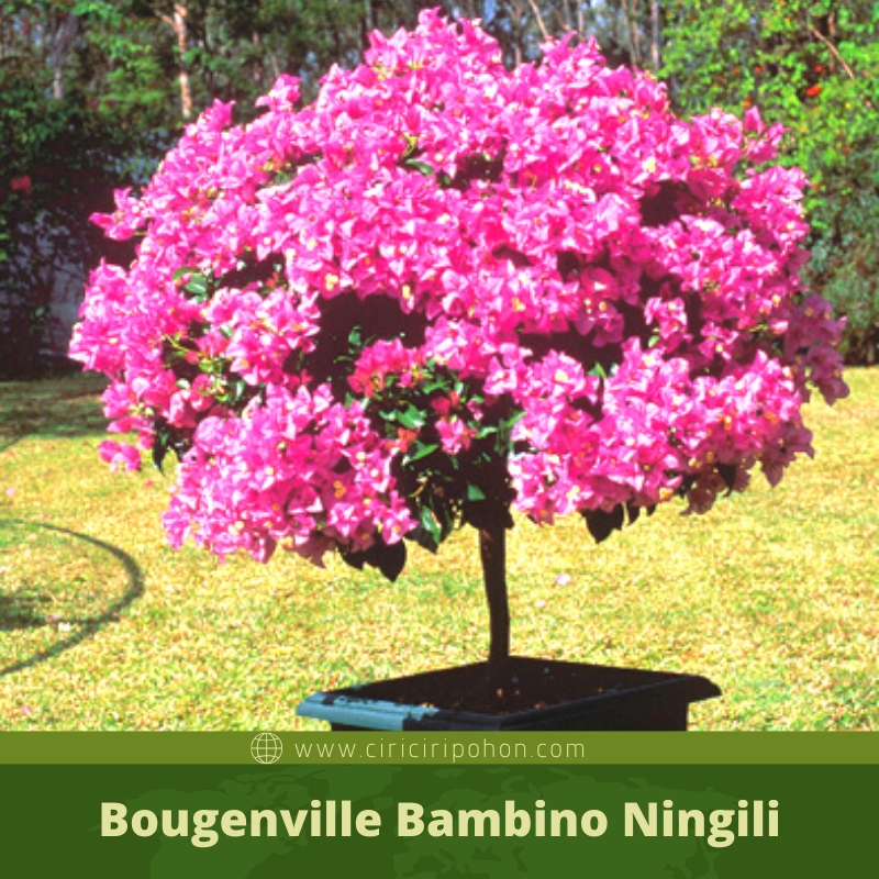 Bougenville Bambino Ningili, Varietas Bunga Kertas yang Menawan ...
