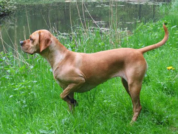 PERROS DE RAZA: PERDIGUERO PORTUGUÉS
