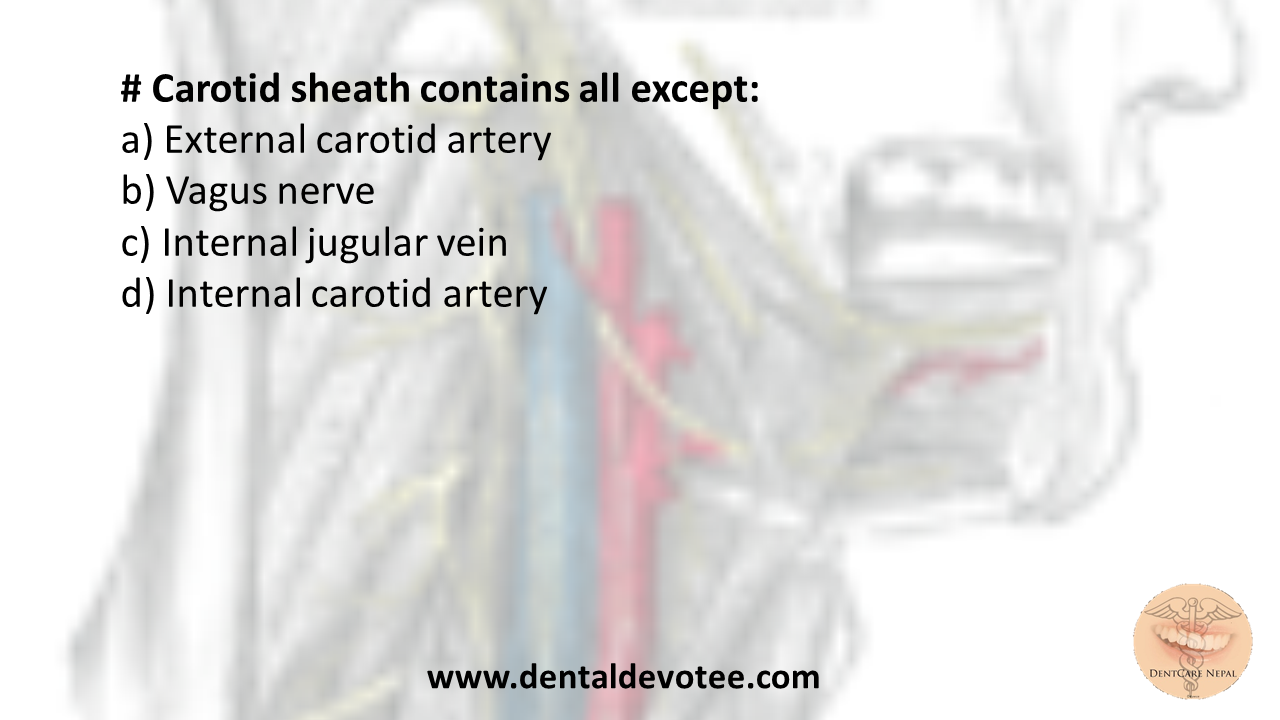 Dentosphere : World of Dentistry: Contents of Carotid Sheath