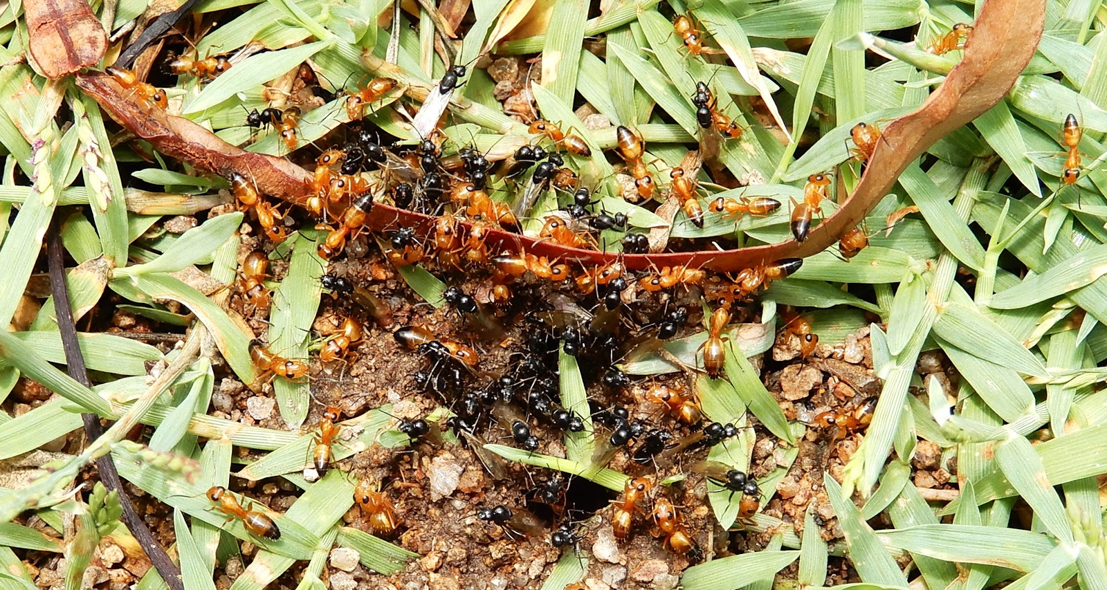 Little Darwin: ANT LAUNCHING PADS