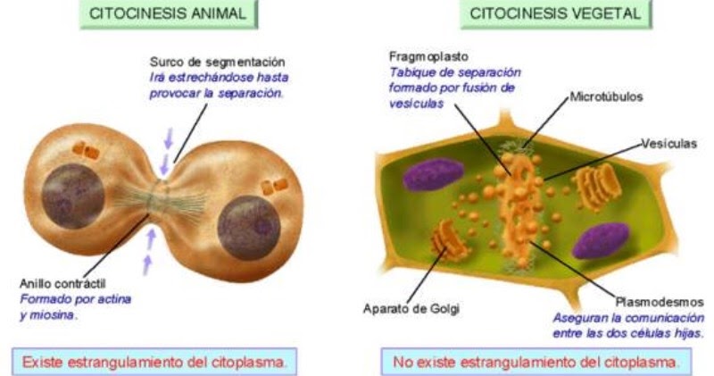 Curiosidades de la biología: El proceso de la CITOCINESIS