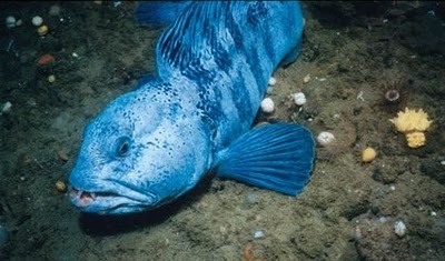 Bichosdino: PEIXE-LOBO