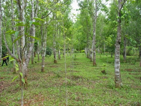 Gyrinops walla - Alchetron, The Free Social Encyclopedia