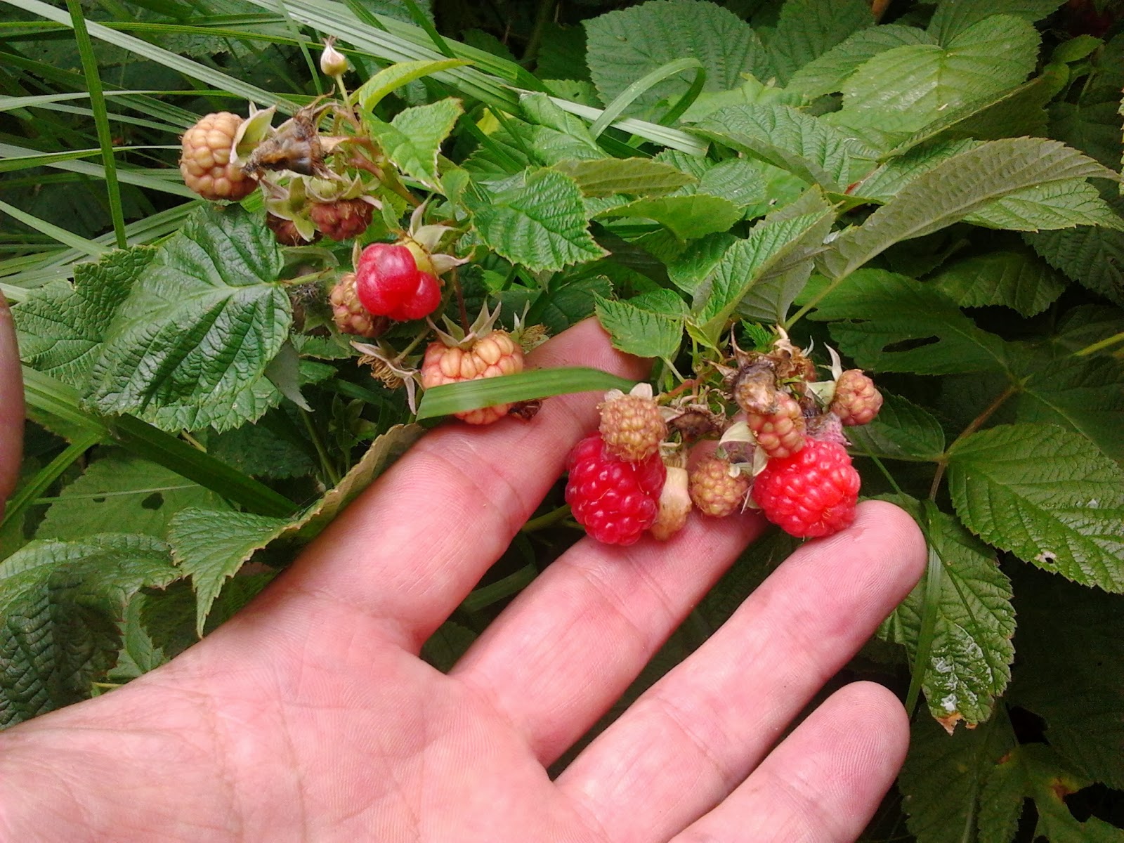 Thoughts of an Aussie Litho Pagan (Romuvis): Alphabet of Romuva from ...