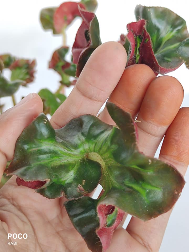 Garden Chronicles of James David: Begonia 'Cathedral'