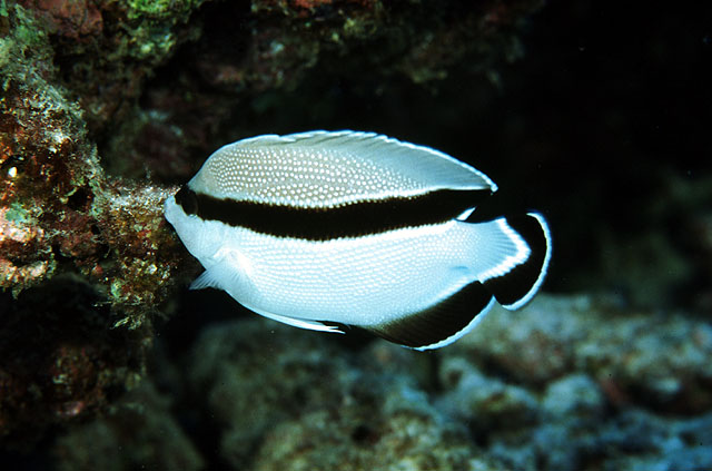 Marine Life: Banded Angelfish