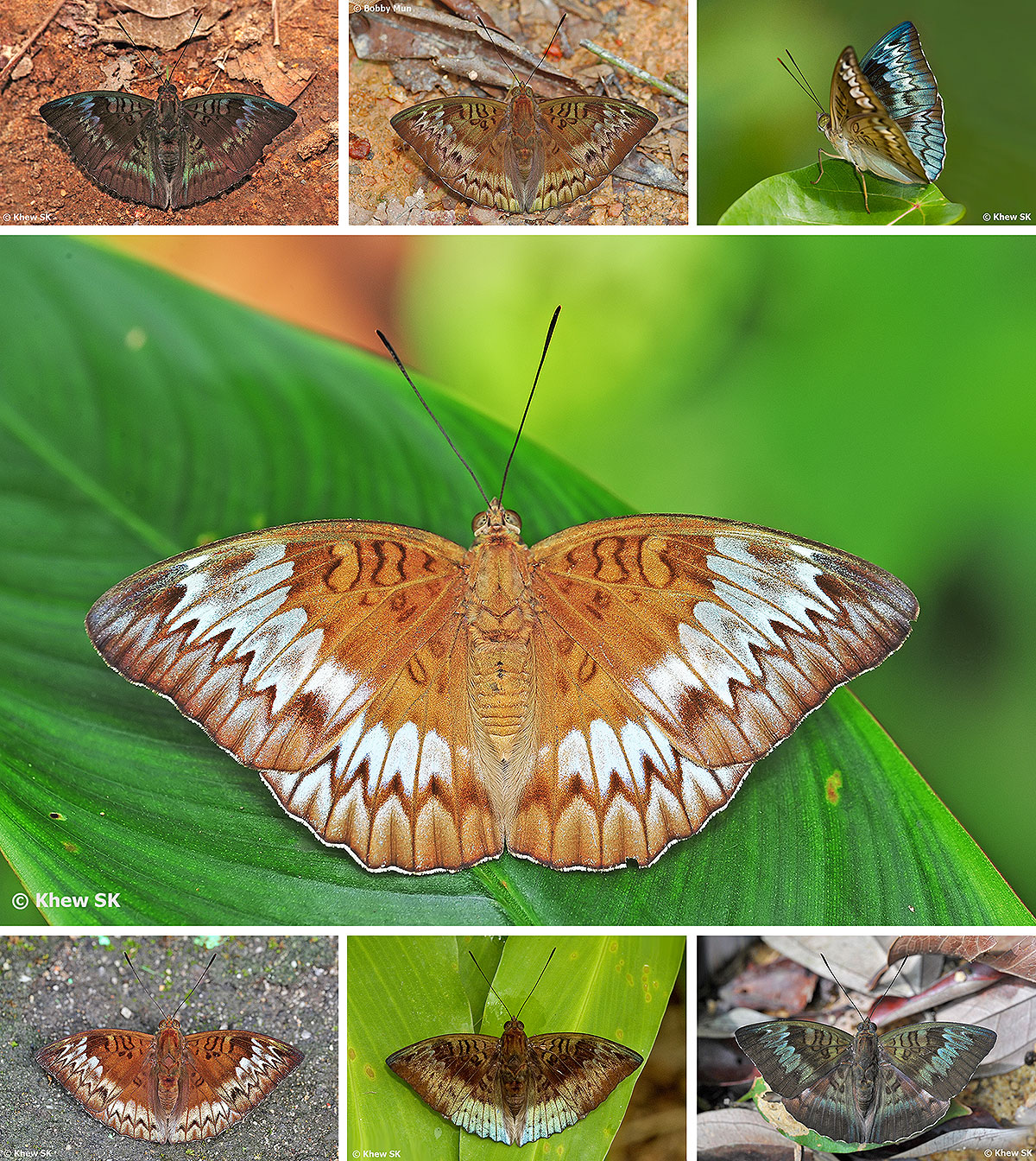 Butterflies of Singapore: Sexual Dimorphism - Part 2