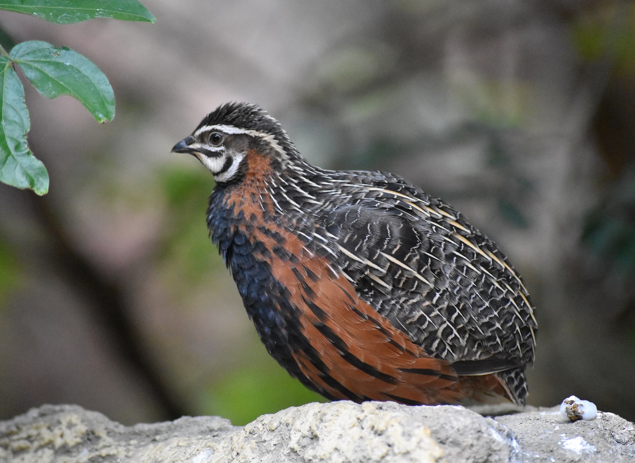 ZOOTOGRAFIANDO (6.100 ANIMALS): CODORNIZ ARLEQUÍN / HARLEQUIN QUAIL ...