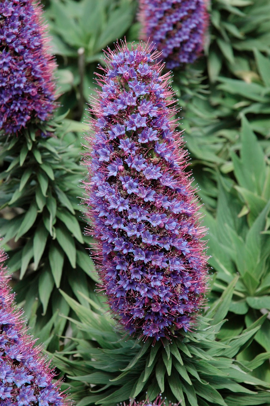 PLANT OF THE MONTH - ECHIUM CANDICANS | JENNY SMITH GARDENS