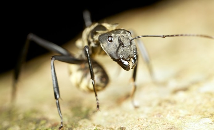 Formigas - Diferentes tipos de Operárias