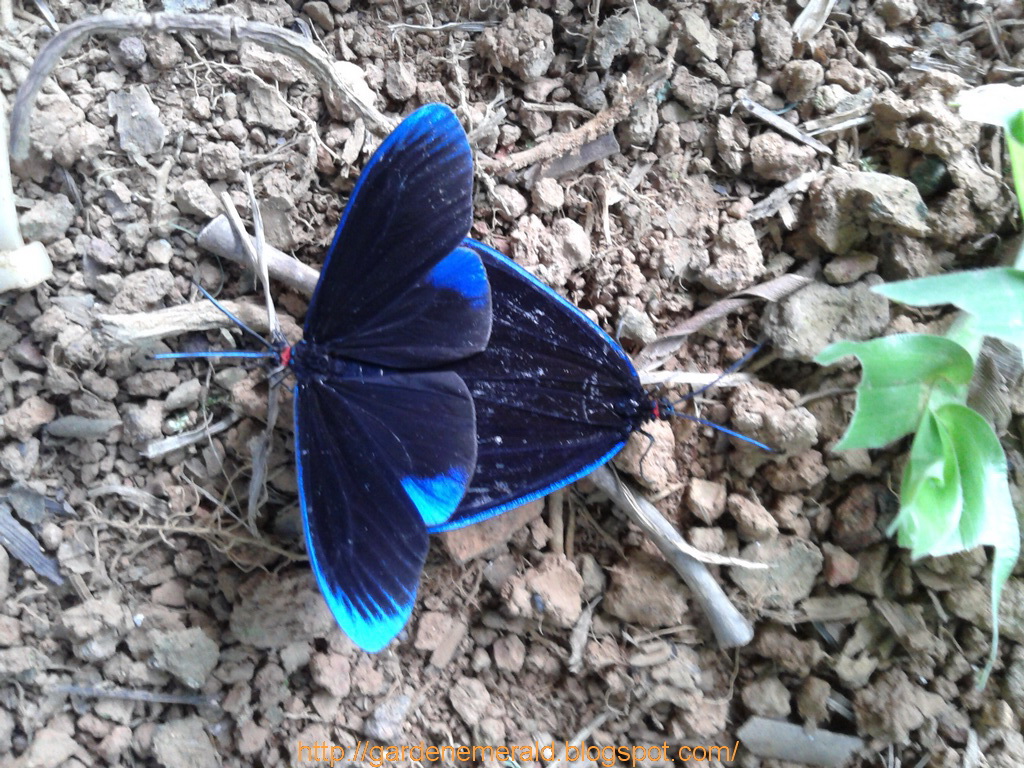 Emerald Garden: Moths