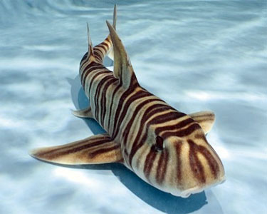 Pamacca: Hiu/ Shark