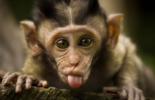 Image d'Animaux: Petit singe en train de faire une grimace