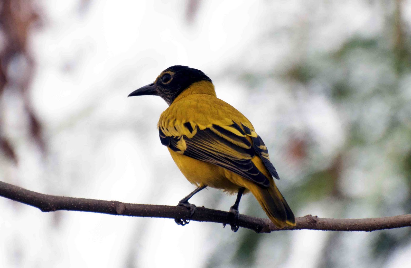 Eyes of "The Nature's Foundation": Banglar Pakhi