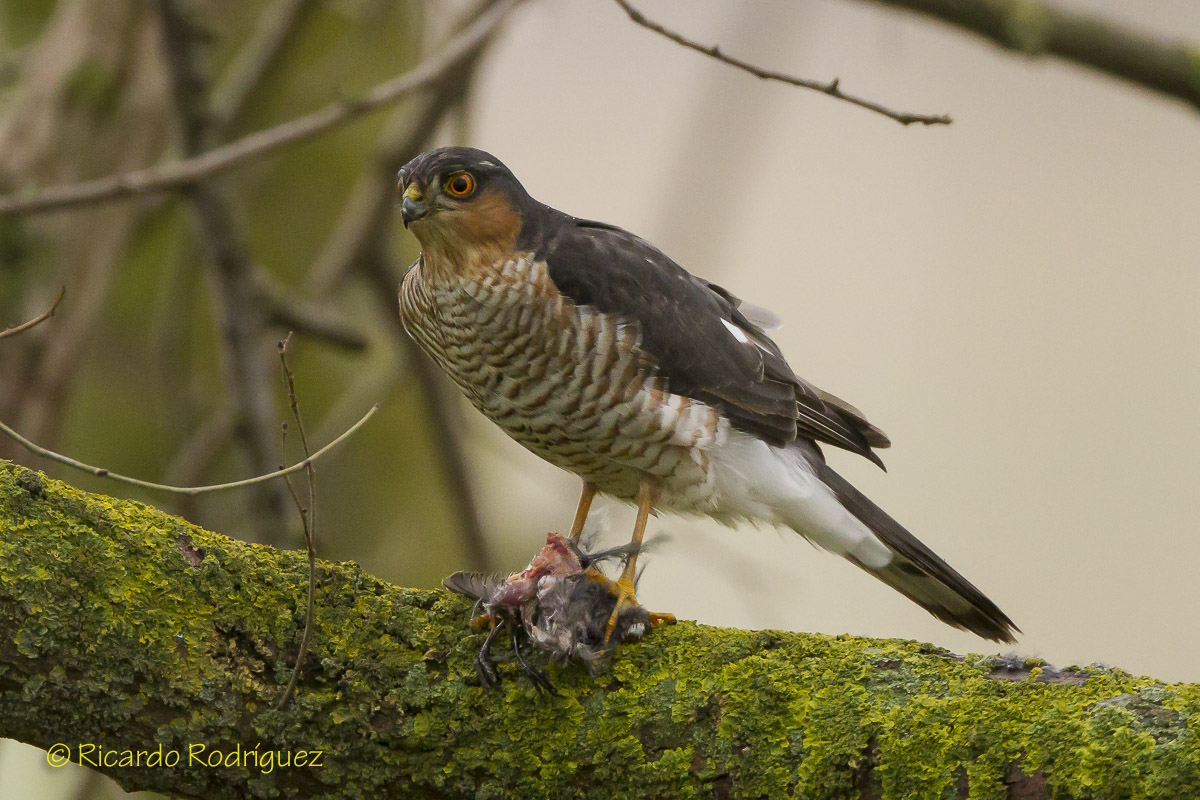 Aves Ricardo Rodriguez: Gavilán (Accipiter nisus) ♂