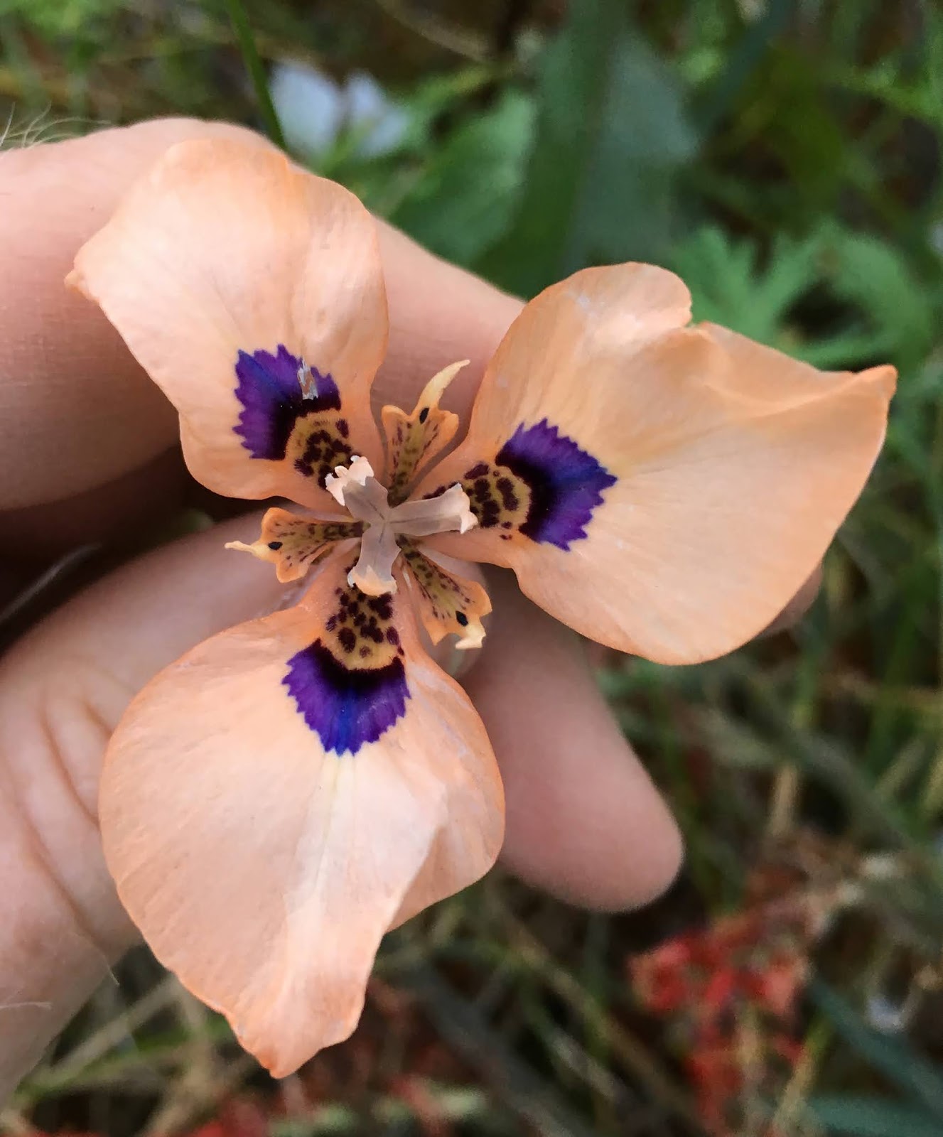 Growing Cool Plants: Moraea MM 15-108