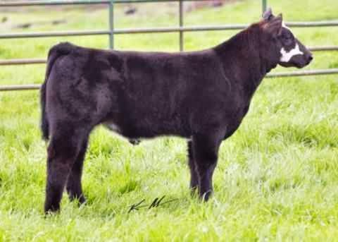 MITTAG Blog: Otto Show Cattle/Pesek Cattle Farm