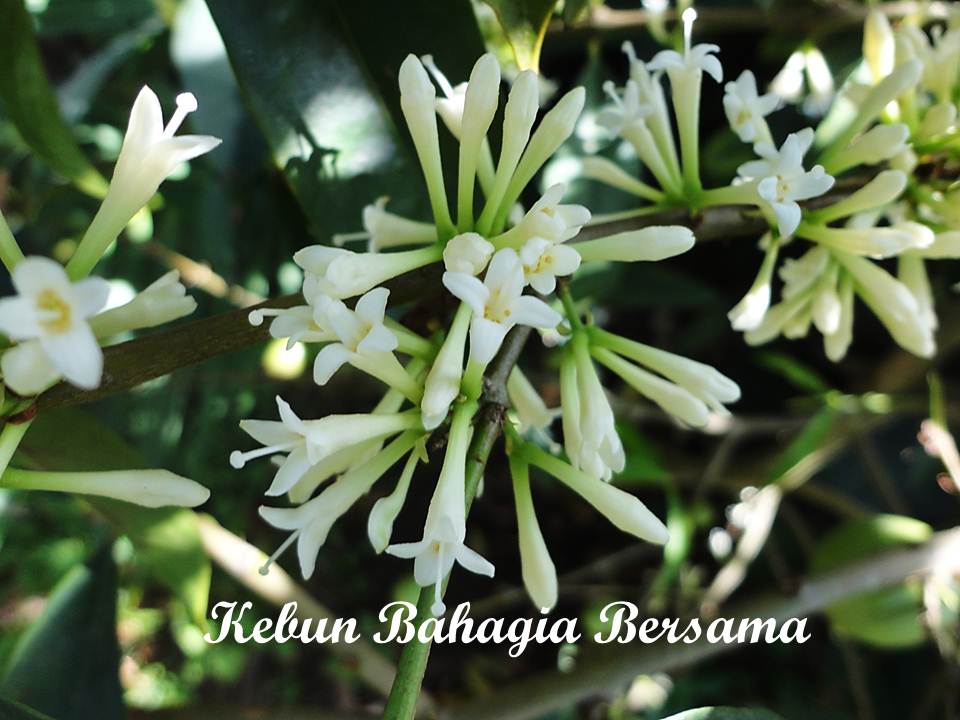 Kebun Bahagia Bersama: Mahkota Dewa